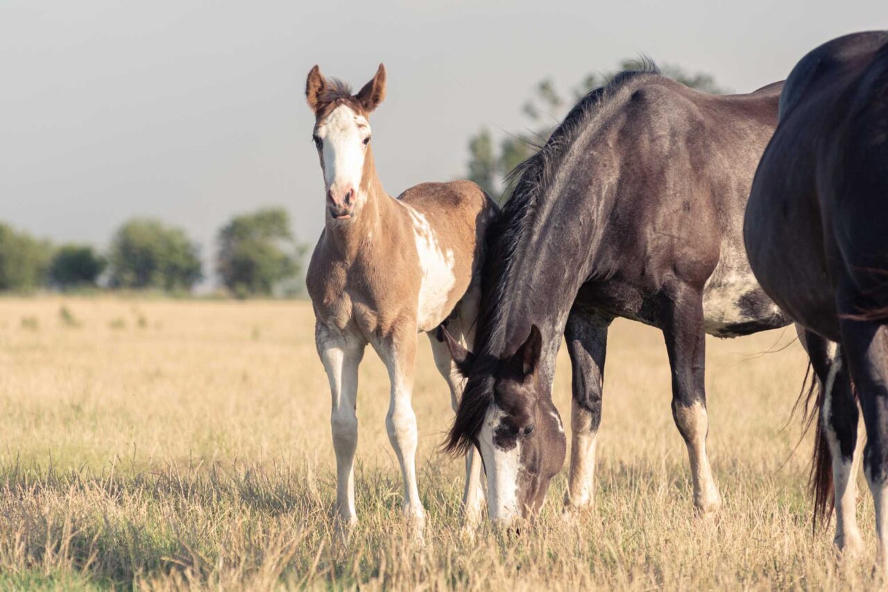 Los Caballos | Entre Manadas de Caballos